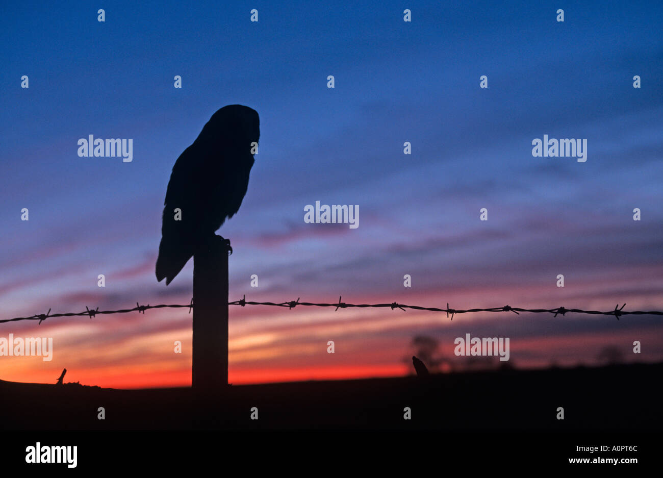 Barn Owl Tyto alba at sunset Stock Photo - Alamy
