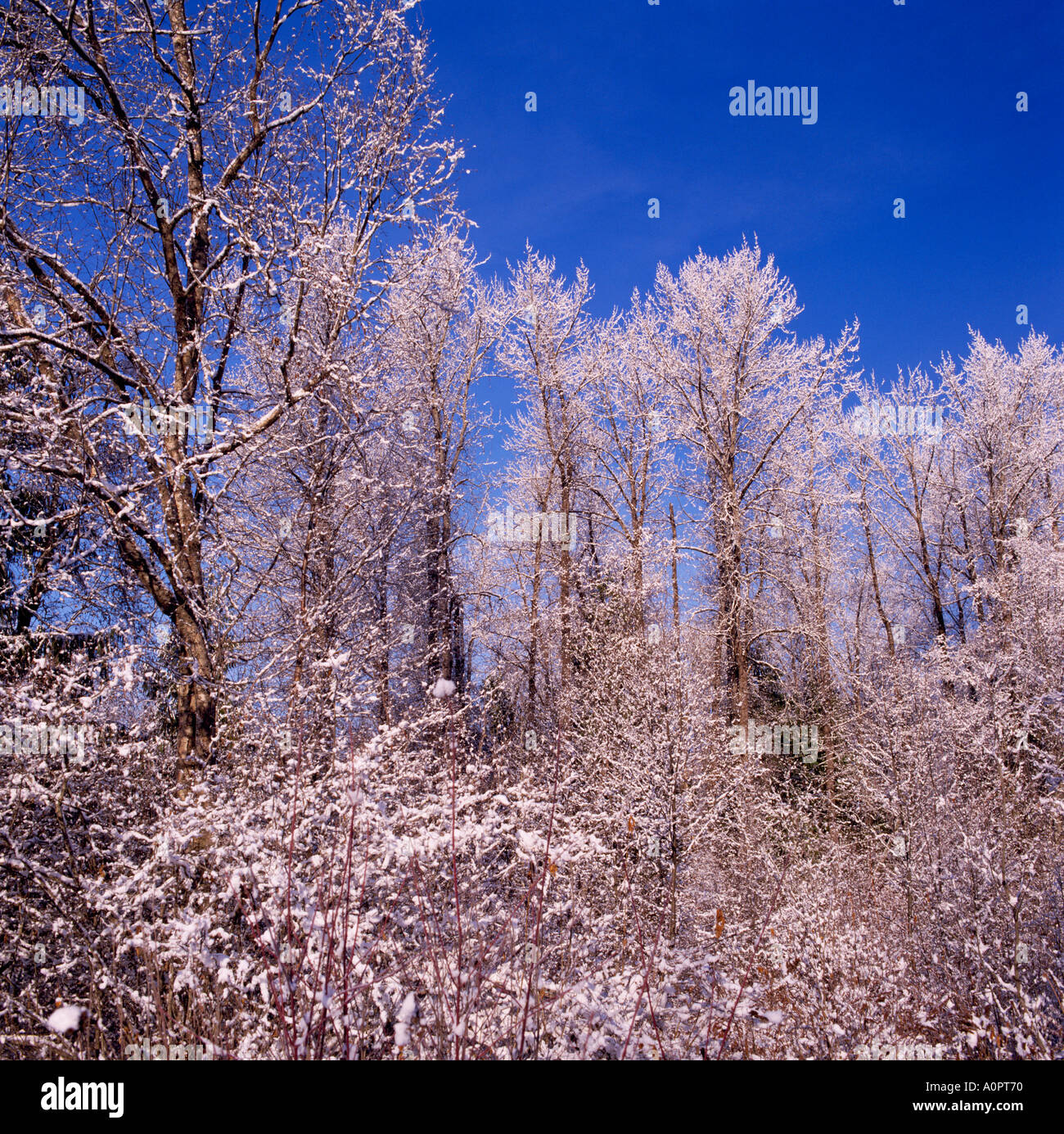 Frost-covered Deciduous Trees in the Canadian Rockies in British ...
