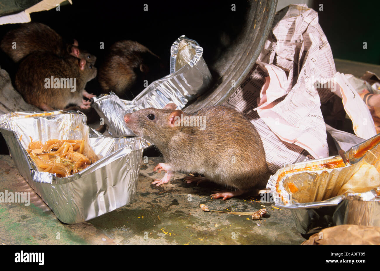 Brown rats Rattus norvegicus taking advantage of discarded food near ...