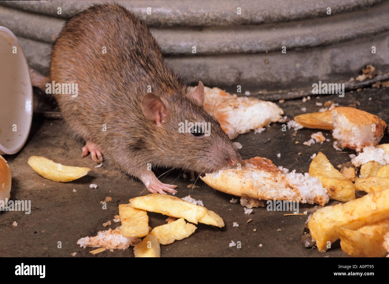 Brown rats Rattus norvegicus taking advantage of discarded food near ...