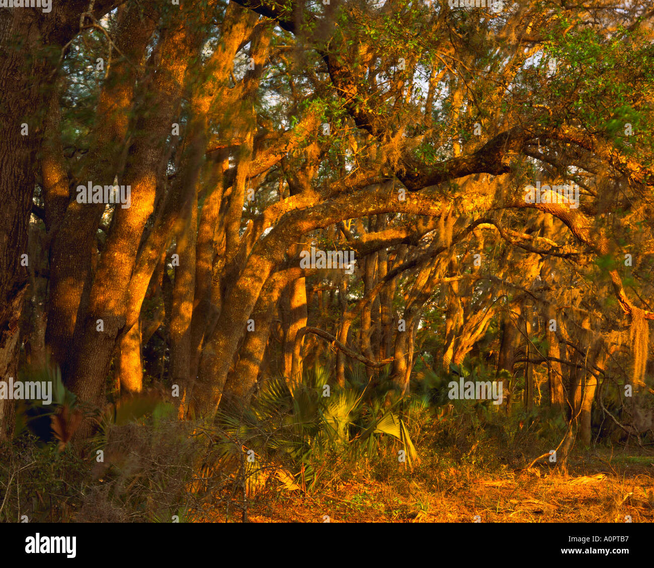 Paynes prairie basin hi-res stock photography and images - Alamy