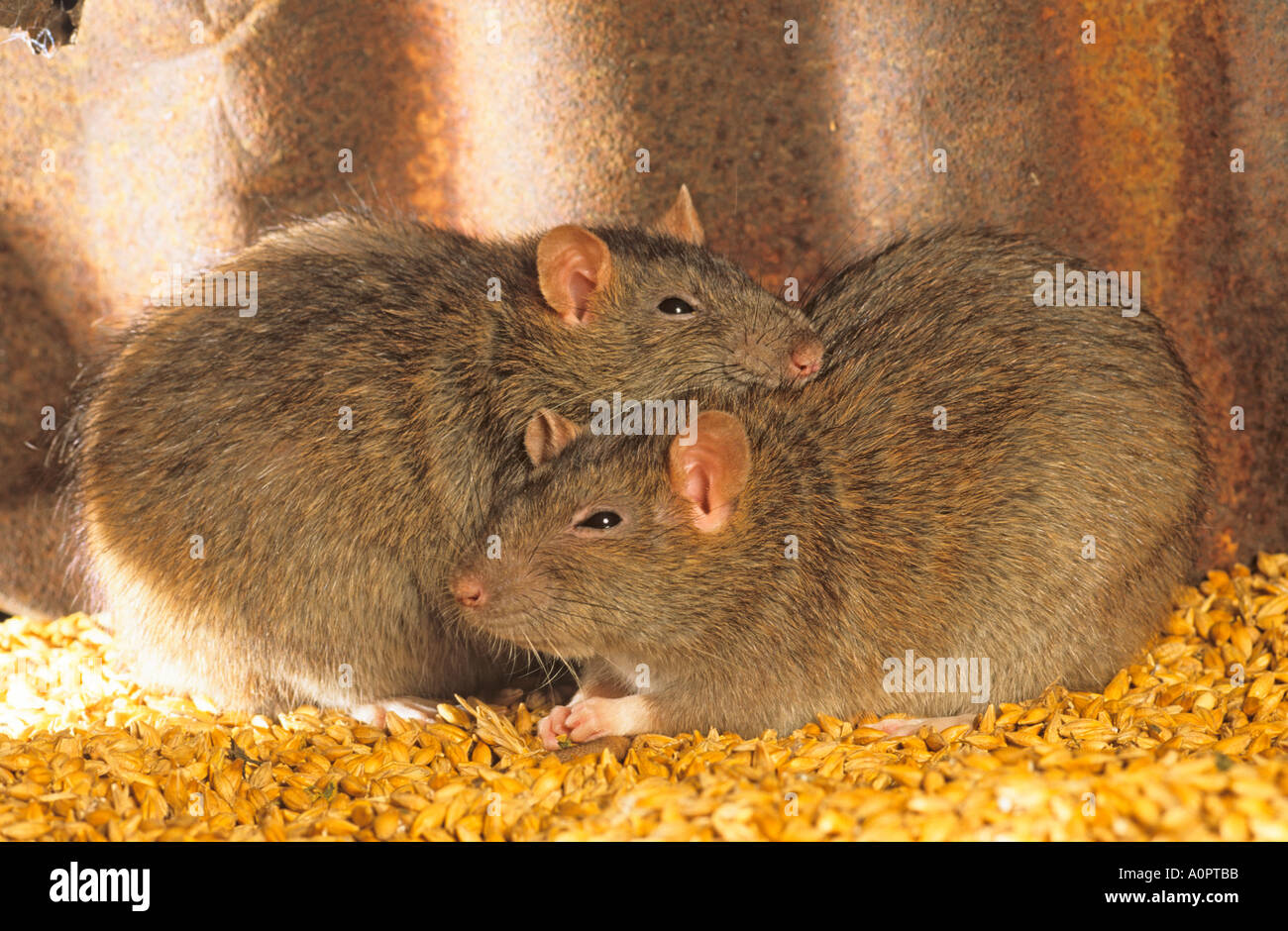 Brown Rats Rattus norvegicus in Farm Shed Stock Photo - Alamy