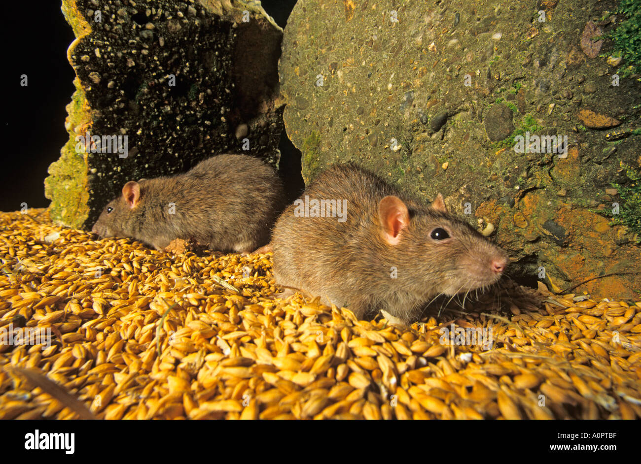 Rats in grain hi-res stock photography and images - Alamy