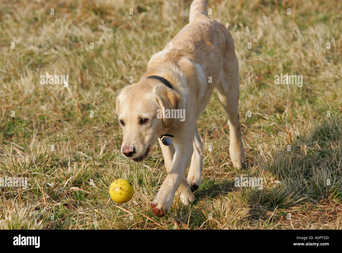 Young yellow labrador retriever first cross puppy dog chases a bright ...