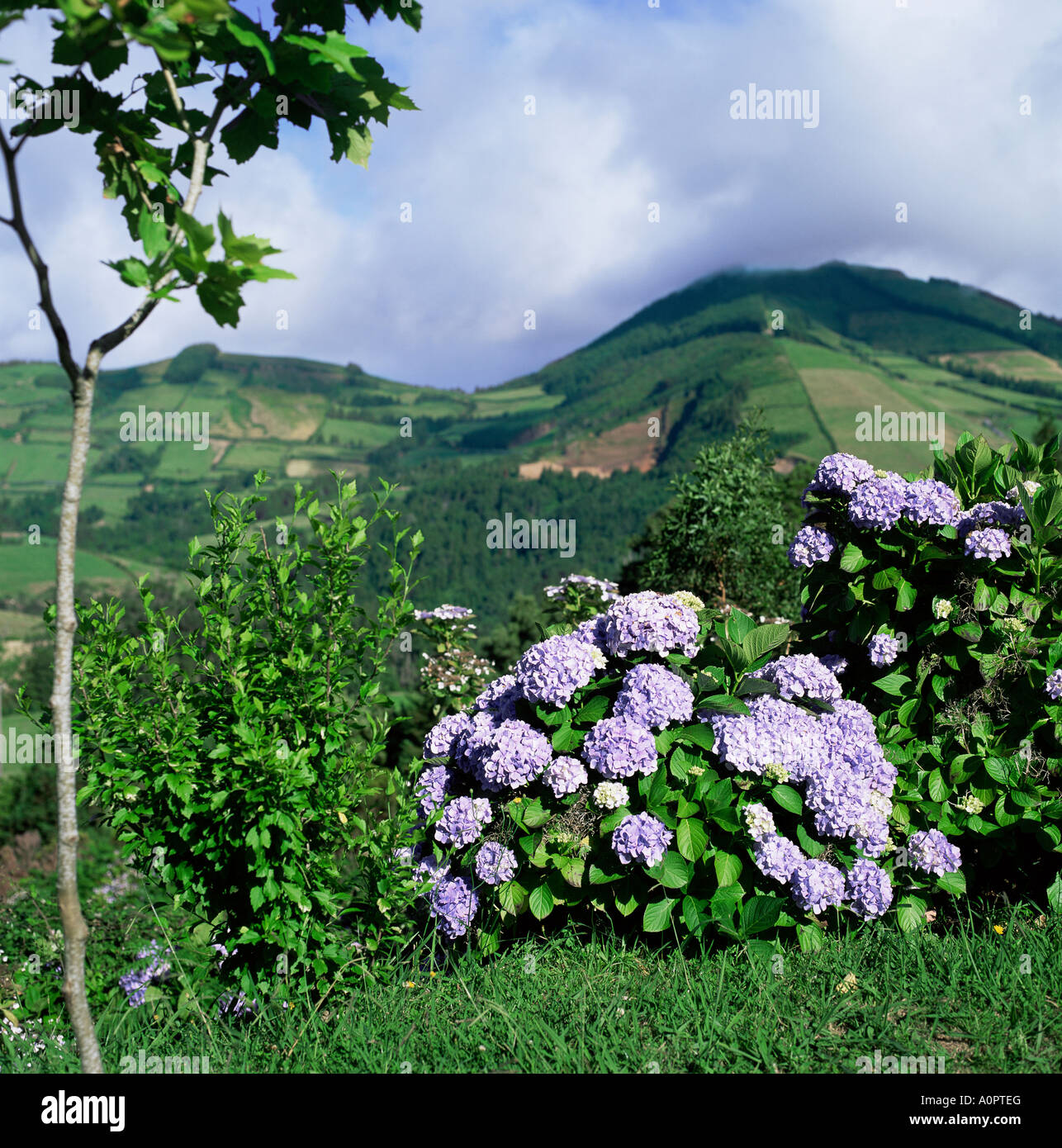 Hydrangeas in bloom island of Sao Miguel Azores Portugal Europe Stock ...