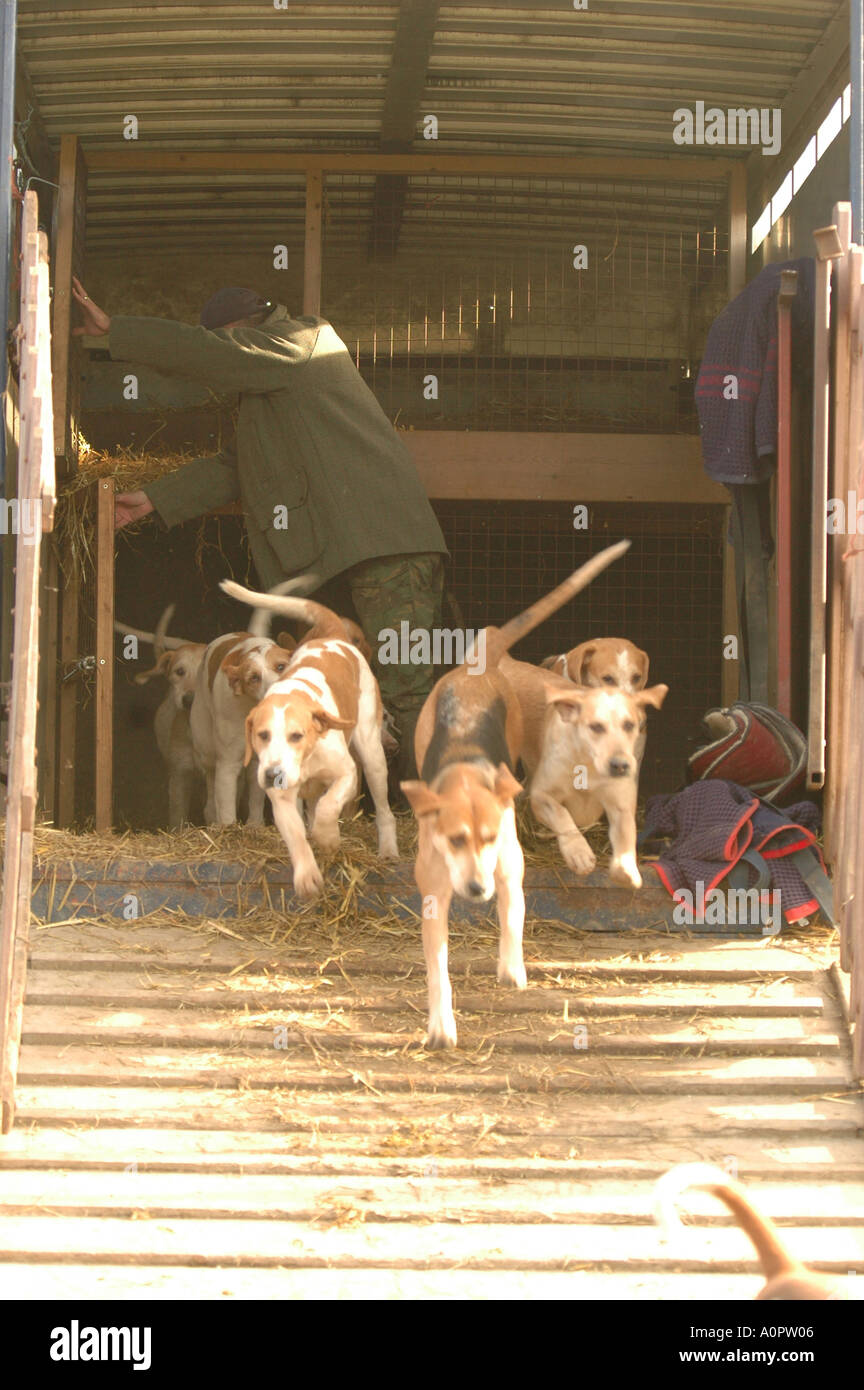 Foxhounds running out of lorry Stock Photo - Alamy