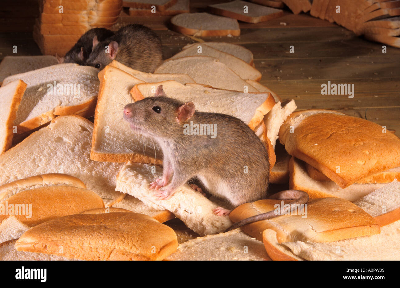 Brown rats Rattus norvegicus taking advantage of discarded food near ...