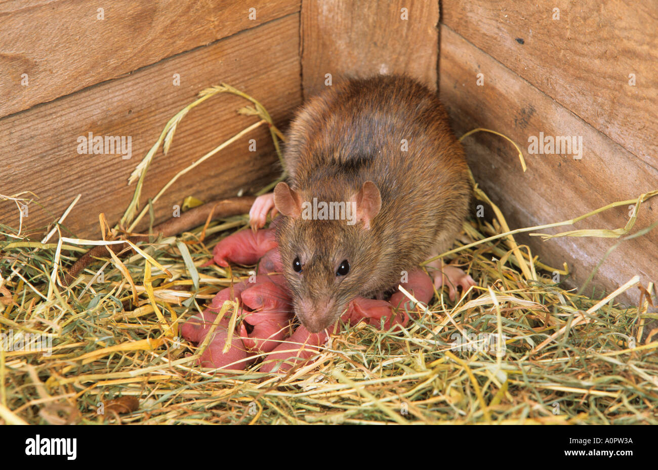 Brown Rat Rattus norvegicus with new born young Stock Photo - Alamy
