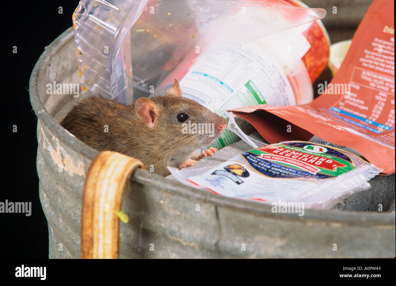 Brown rats Rattus norvegicus taking advantage of discarded food near ...