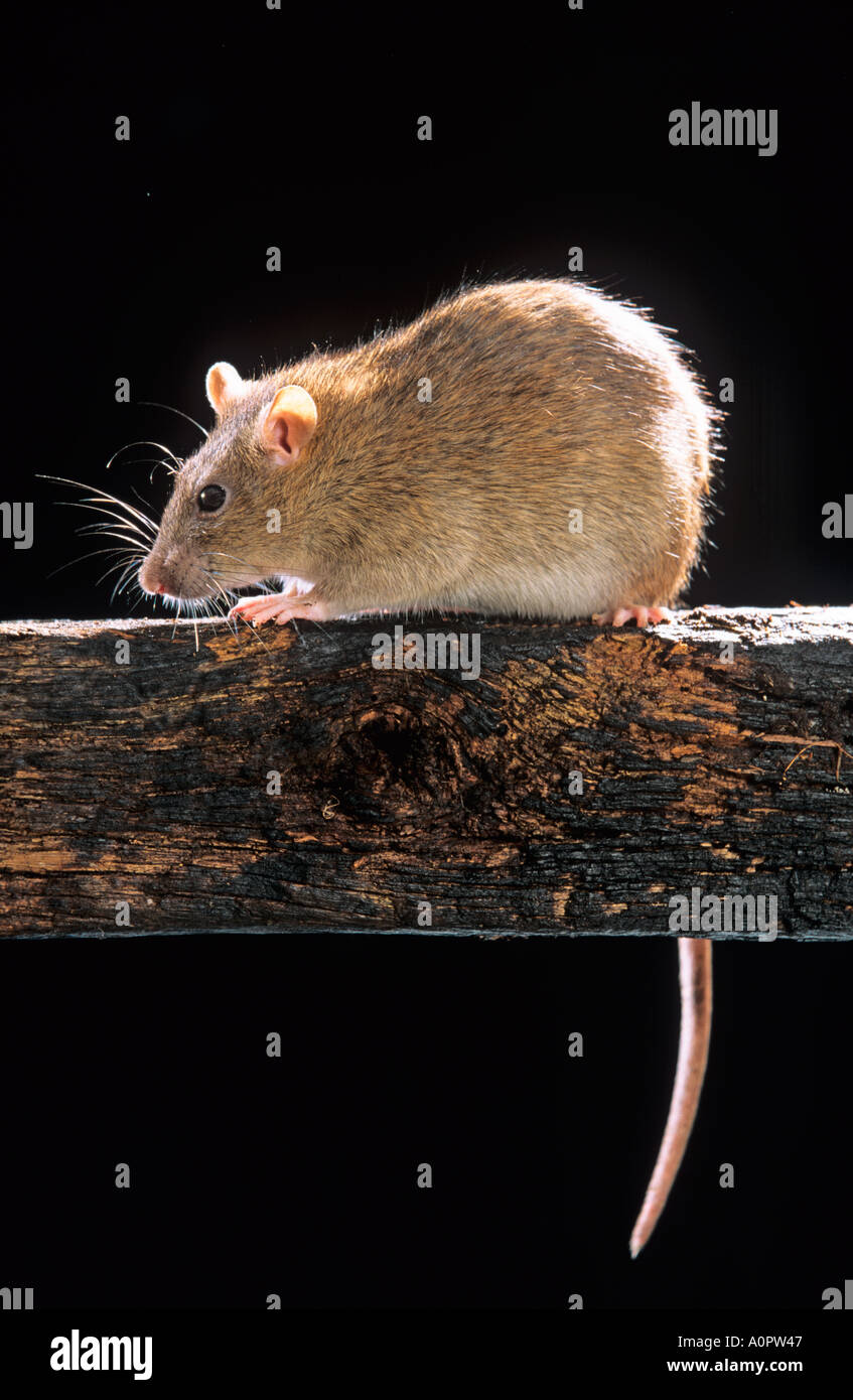 Brown Rats Rattus norvegicus Running Along Rafter Stock Photo - Alamy