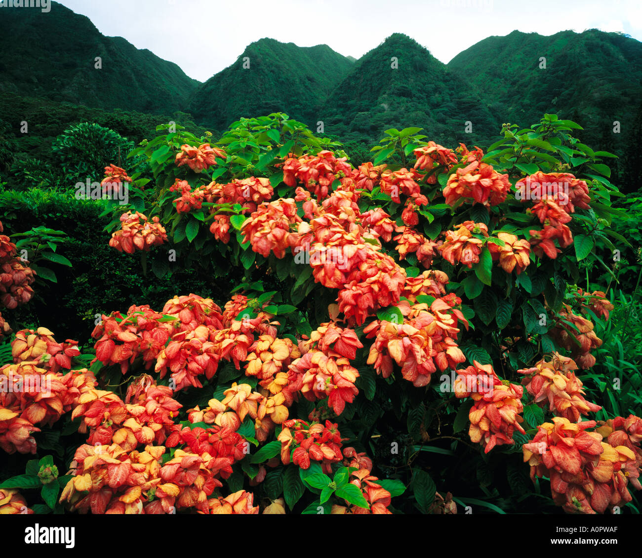 Monoa hi-res stock photography and images - Alamy
