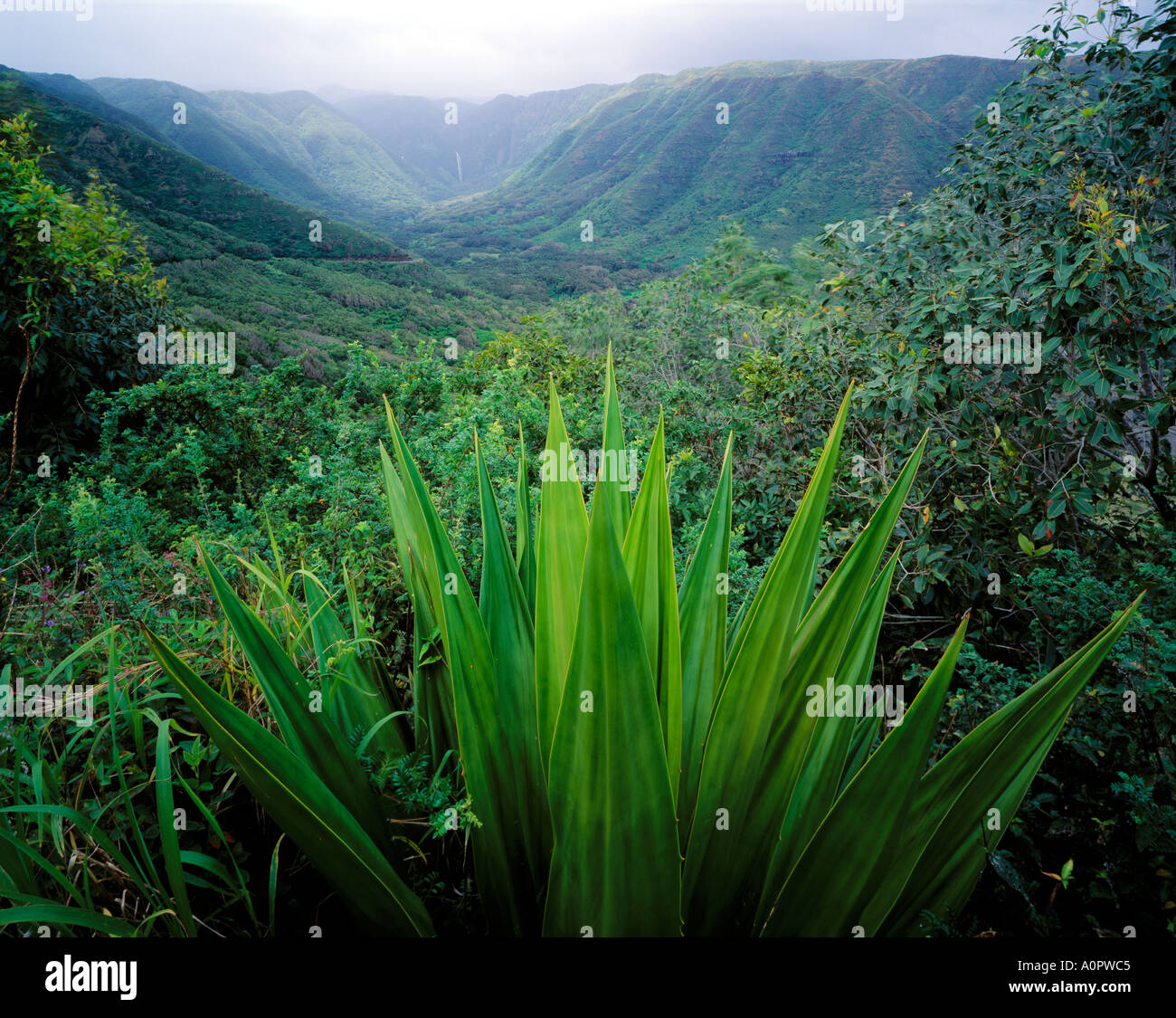 Halawa Valley View Island of Molokai Hawaii Stock Photo - Alamy
