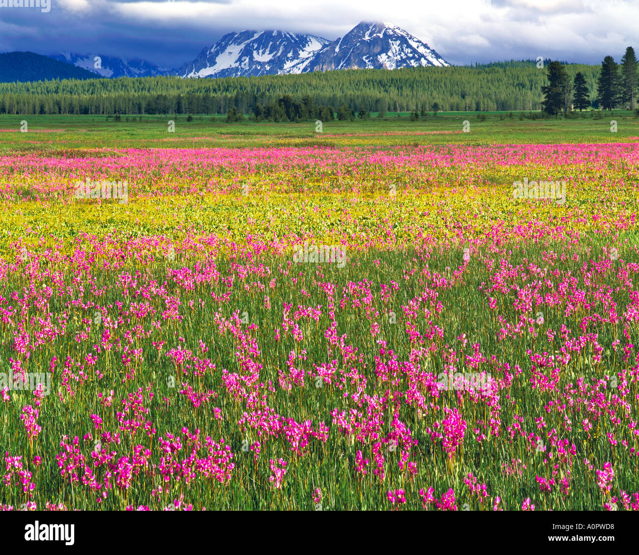 Sawtooth national forest hi-res stock photography and images - Alamy