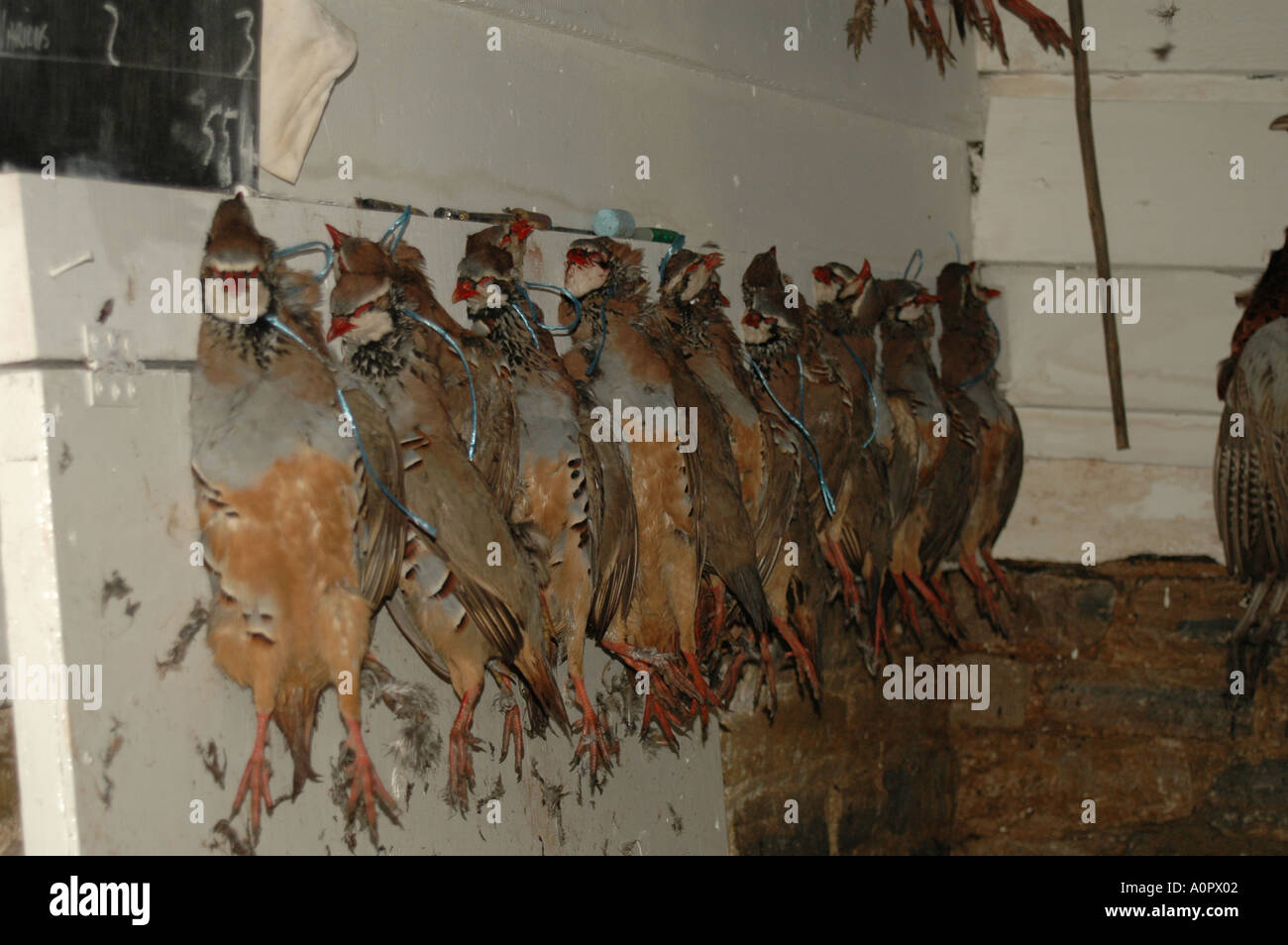 Shot partridges hanging in game room Stock Photo - Alamy