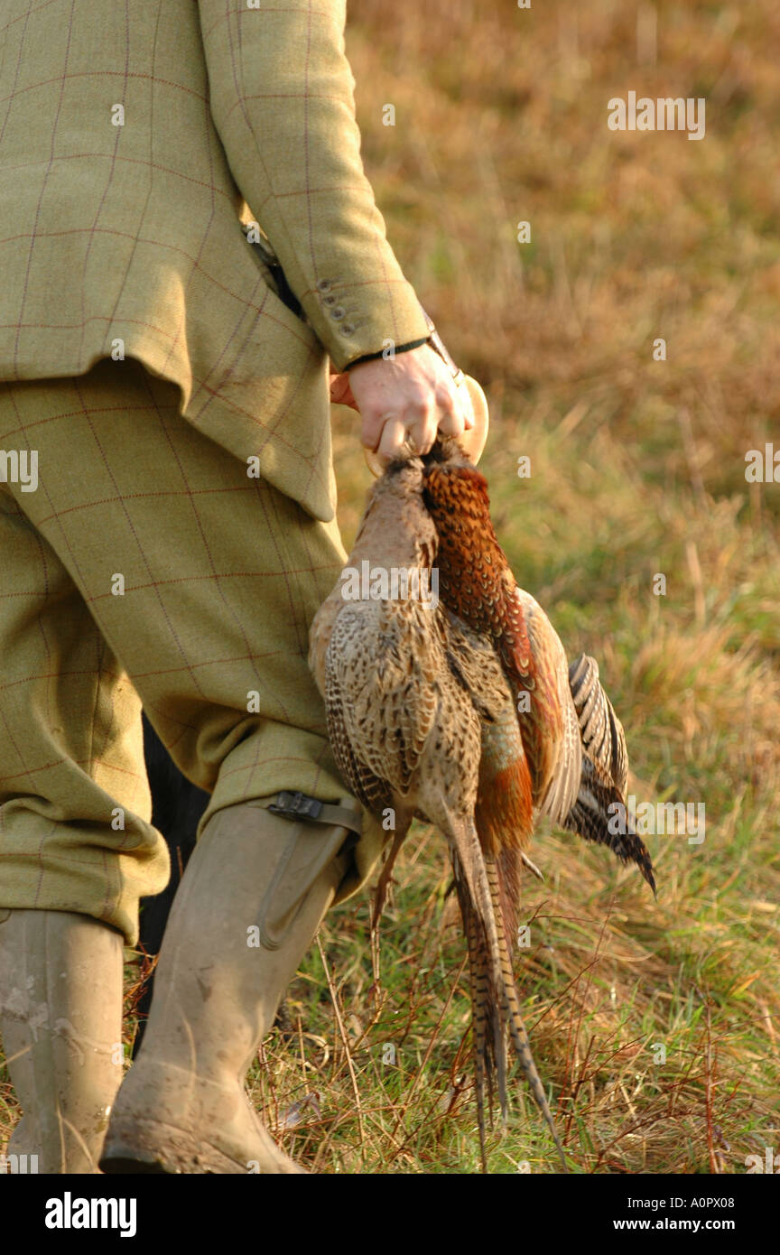 Gamekeeper and pheasants Stock Photo - Alamy