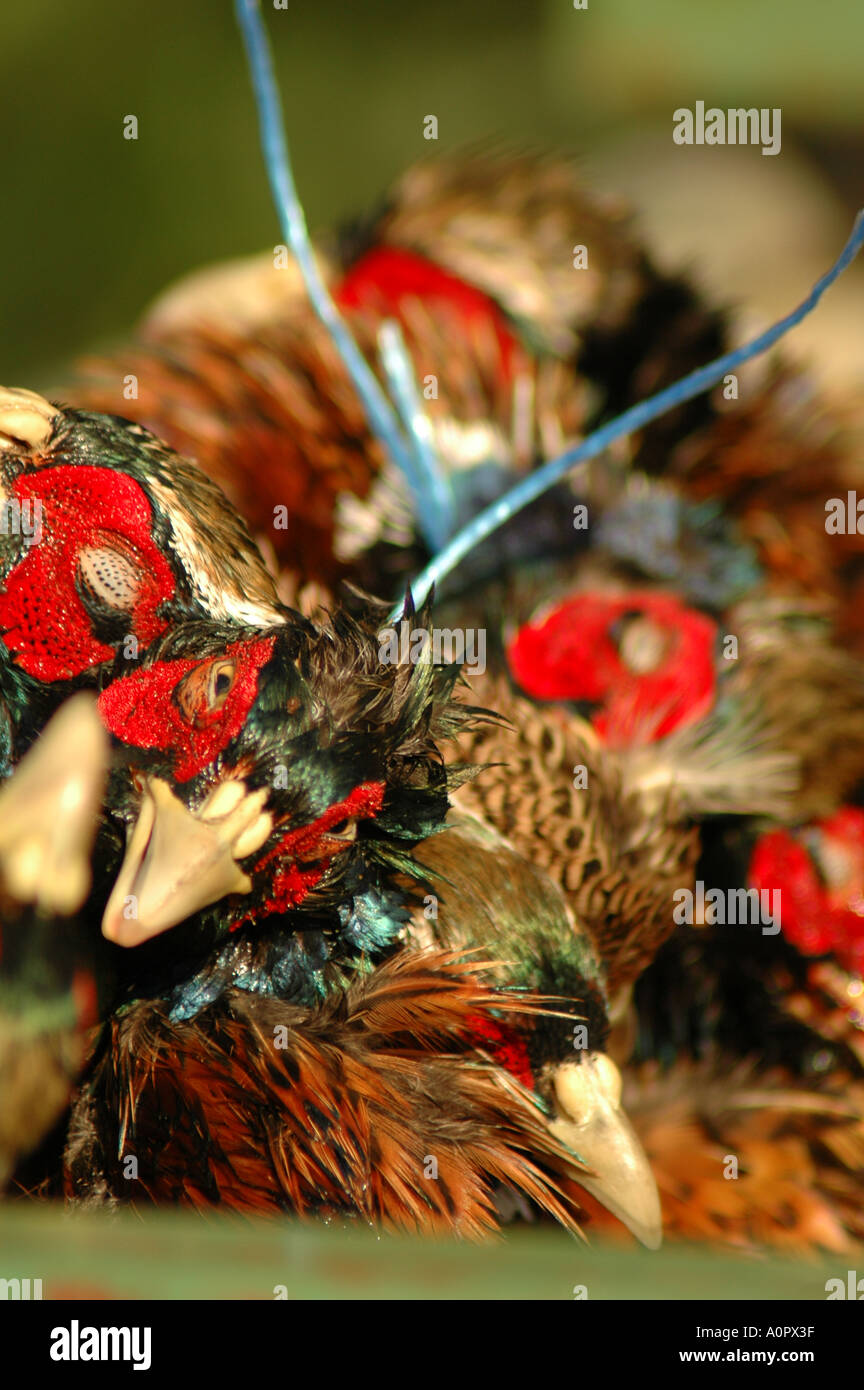 Shot pheasants hanging on game cart Stock Photo - Alamy
