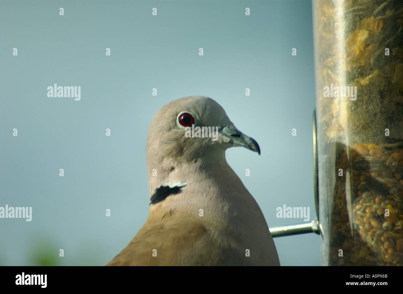 Collared dove at a feeder Stock Photo - Alamy