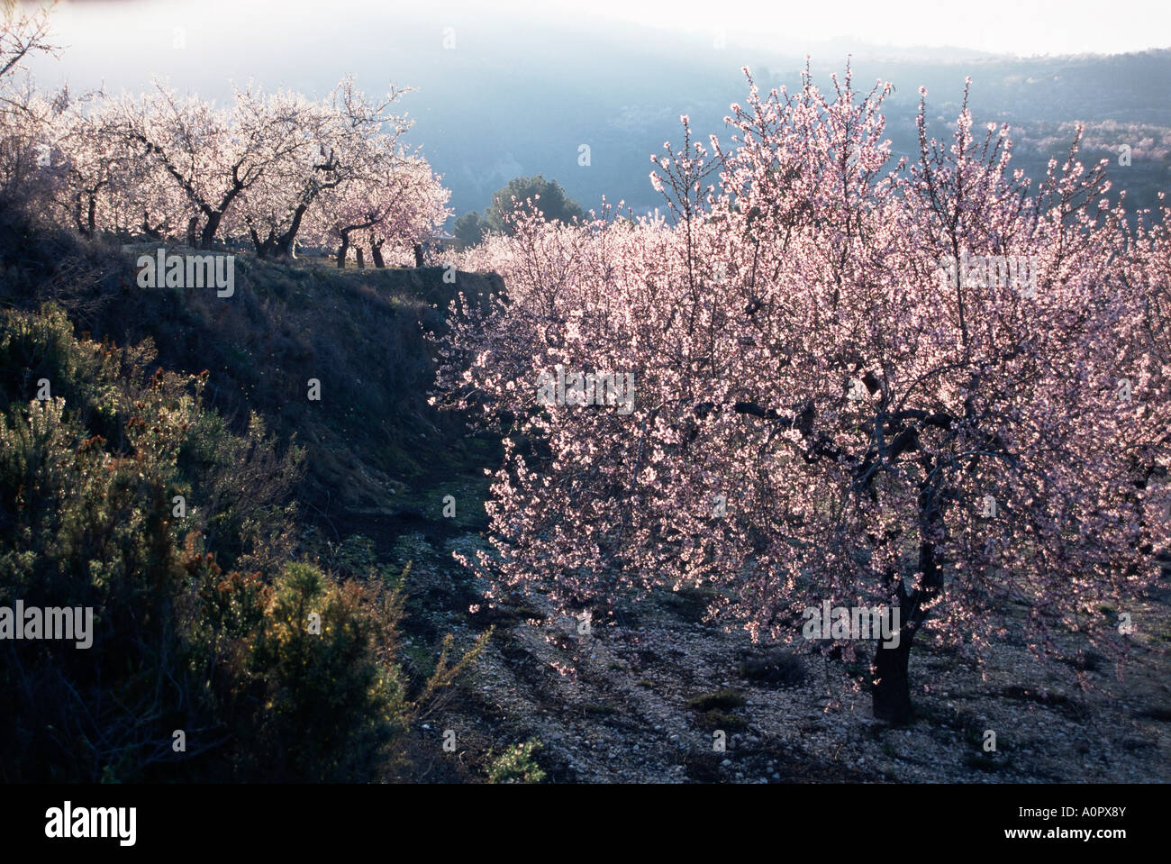 Almond blossom in spring Costa Blanca Valencia region Spain Europe ...