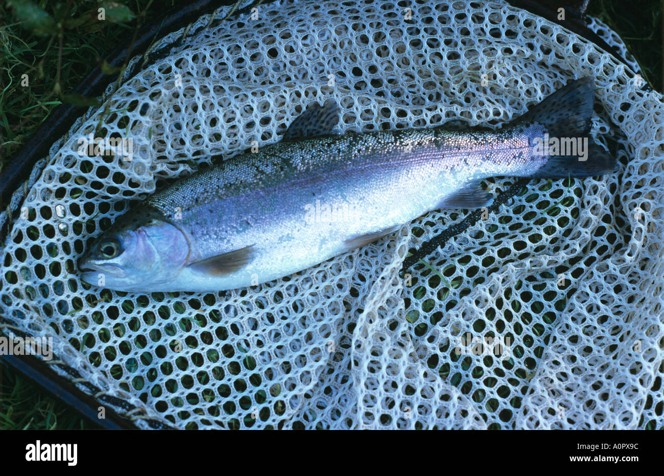 Farmed rainbow trout in hi-res stock photography and images - Alamy