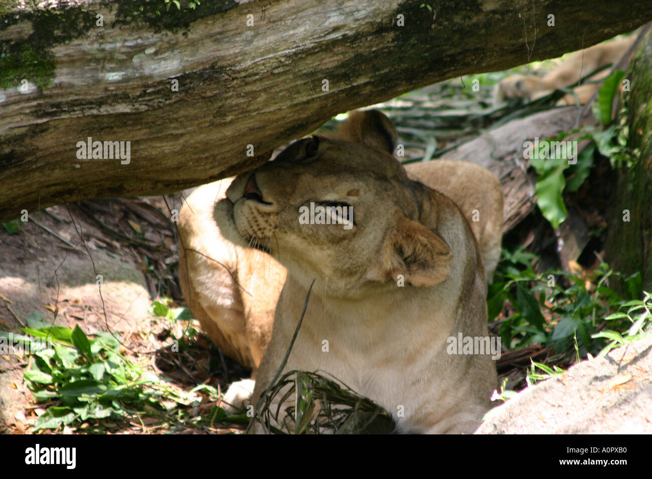 Lioness scratching hi-res stock photography and images - Alamy