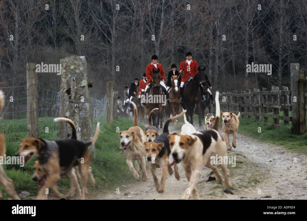 Fox hunting huntsman hi-res stock photography and images - Alamy