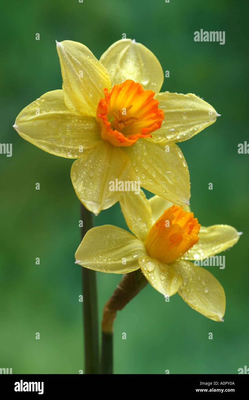 Rain on daffodils hi-res stock photography and images - Alamy