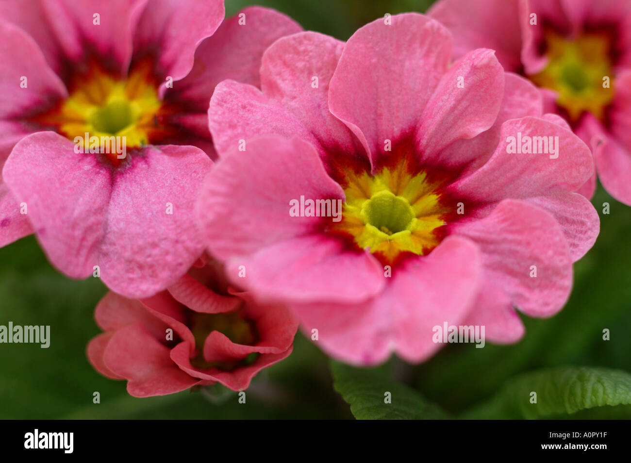 Bright pink flower with yellow centre hi-res stock photography and ...
