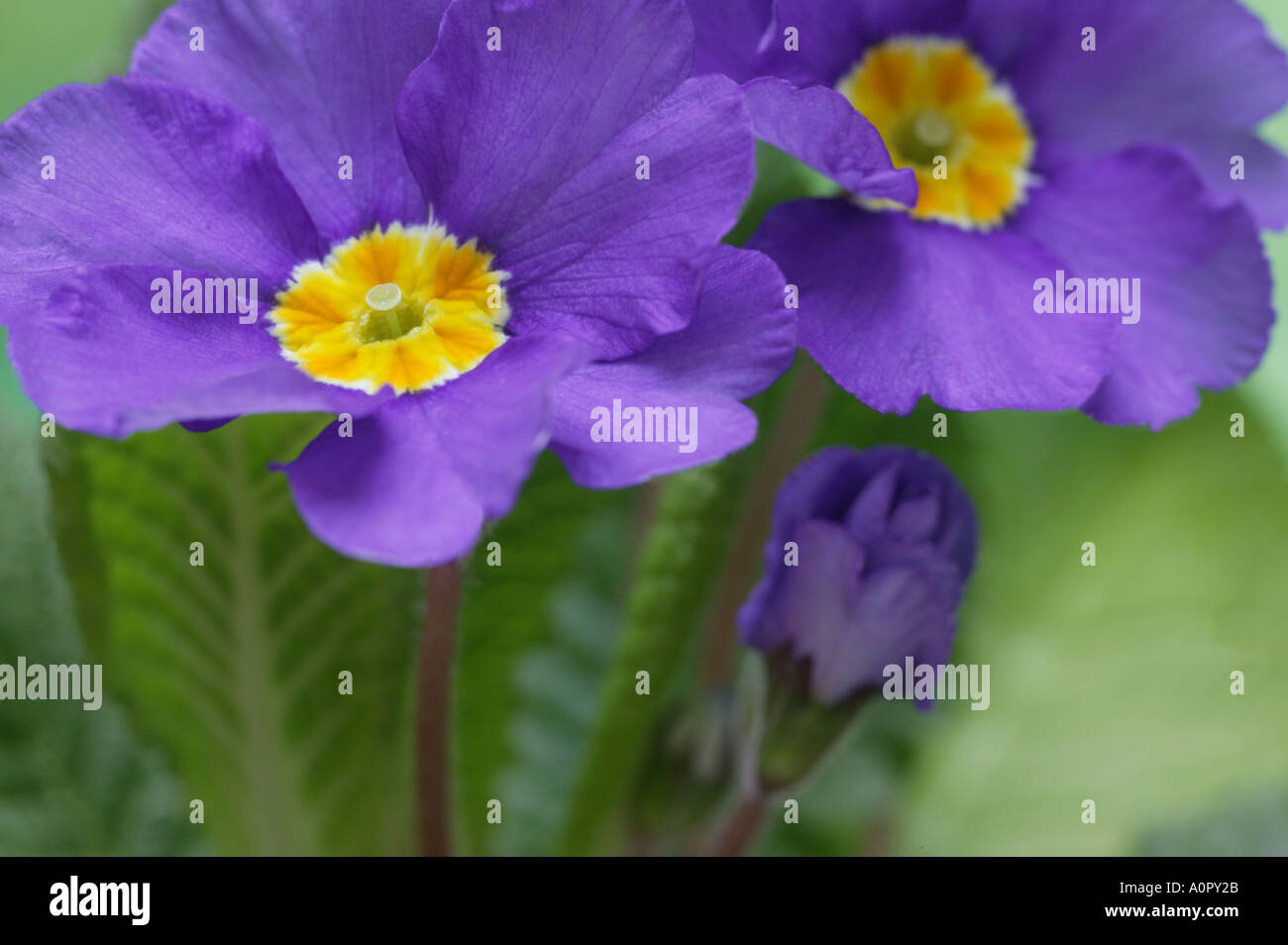 Two primulas hi-res stock photography and images - Alamy