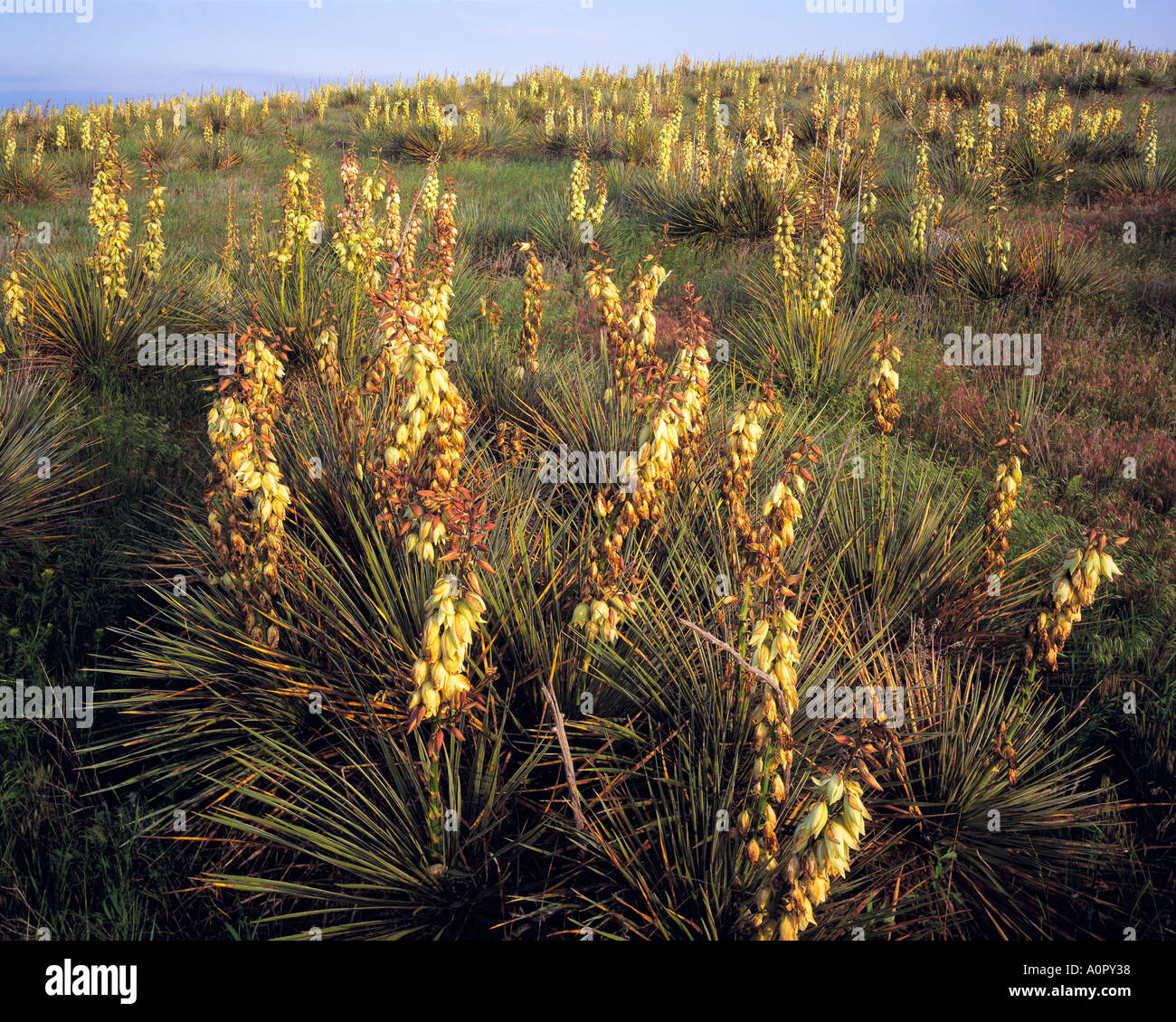Yucca Blooms at a Summer Sunset Smoky Hill River Great Plains Kansas ...