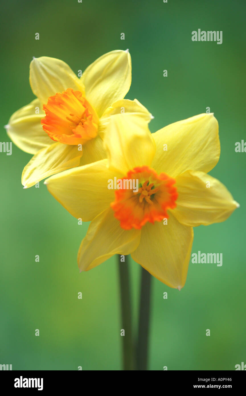 Daffodils with orange centres hi-res stock photography and images - Alamy