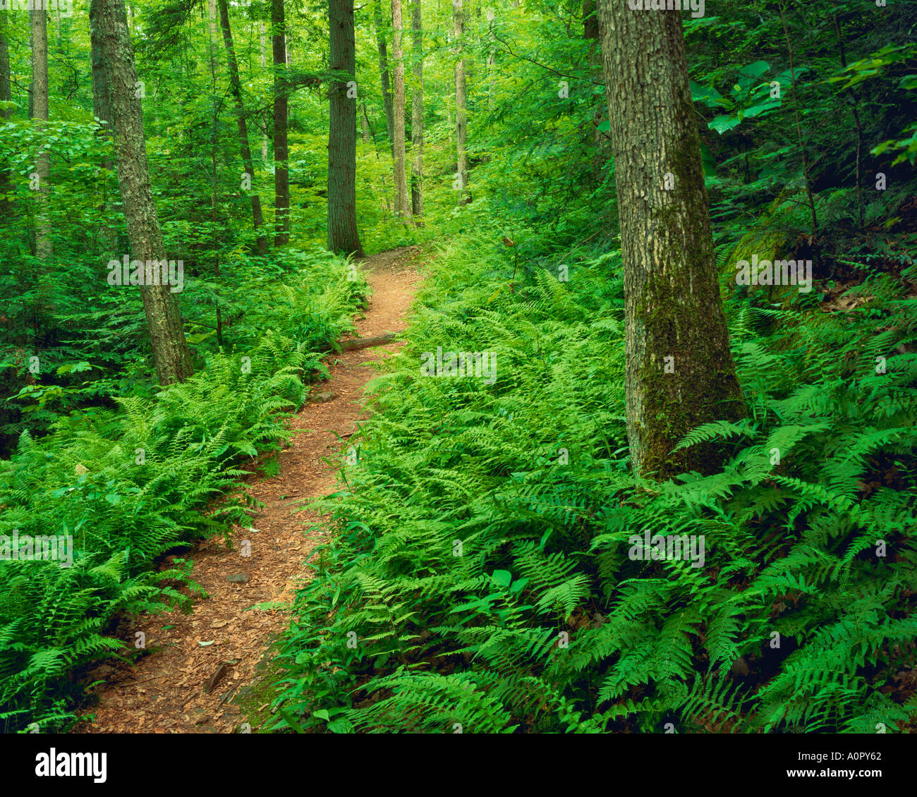 Forest Path in Clifty Wilderness Daniel Boone National Forest Red River ...
