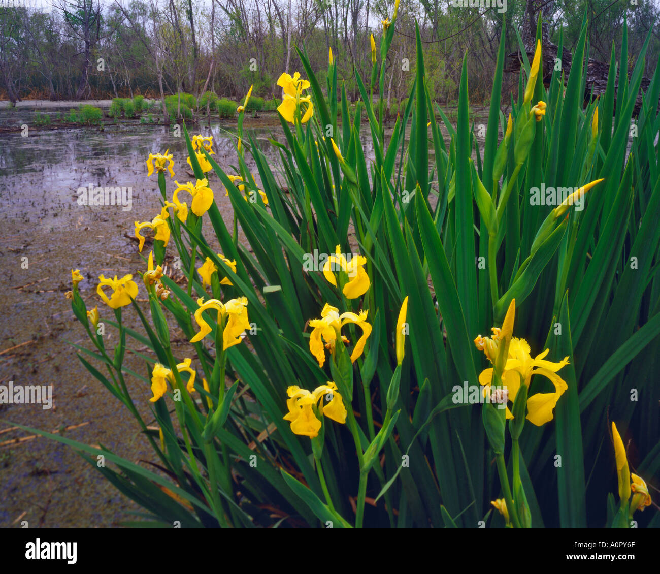 Yellow Waterflag in Swamp Jean Lafitte National Historic Site Louisiana ...