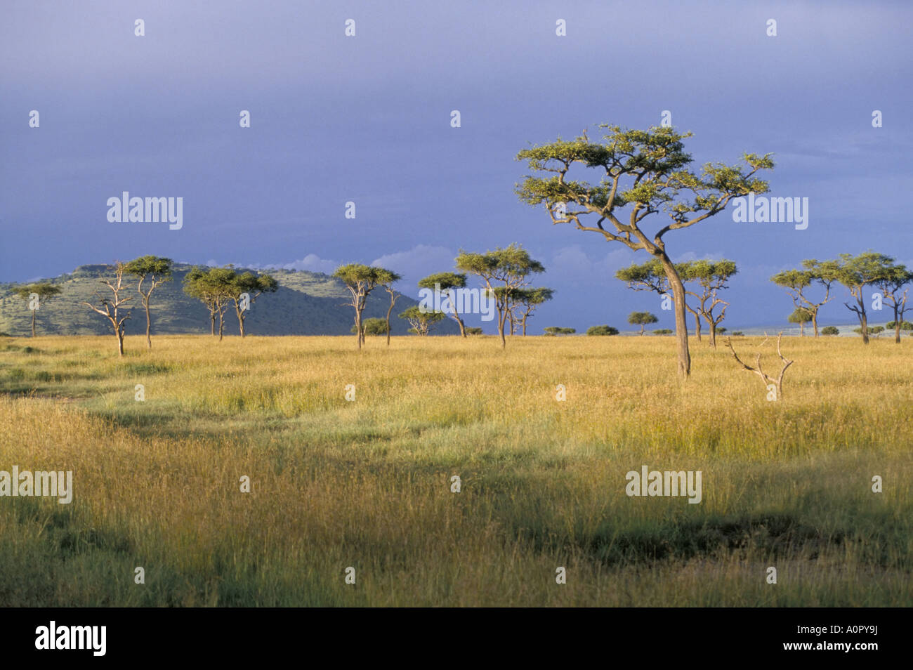 Umbrella acacia trees Masai Mara Kenya East Africa Africa Stock Photo ...
