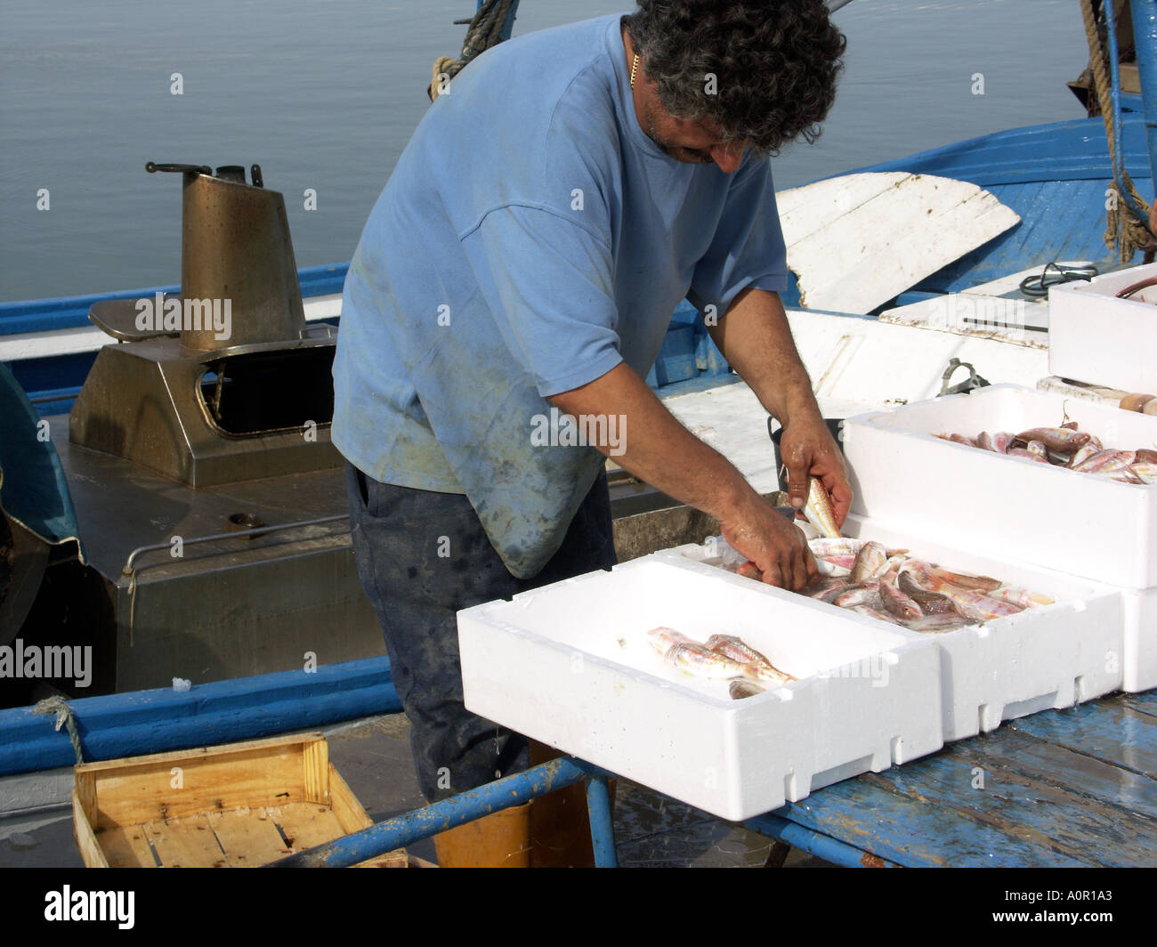 Fisherman sorting and boxing the catch, Puerto Deportivo de Fuengirola ...