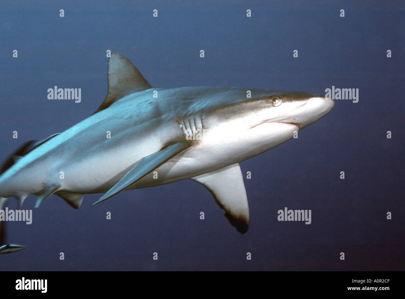 White tip reef shark hi-res stock photography and images - Alamy