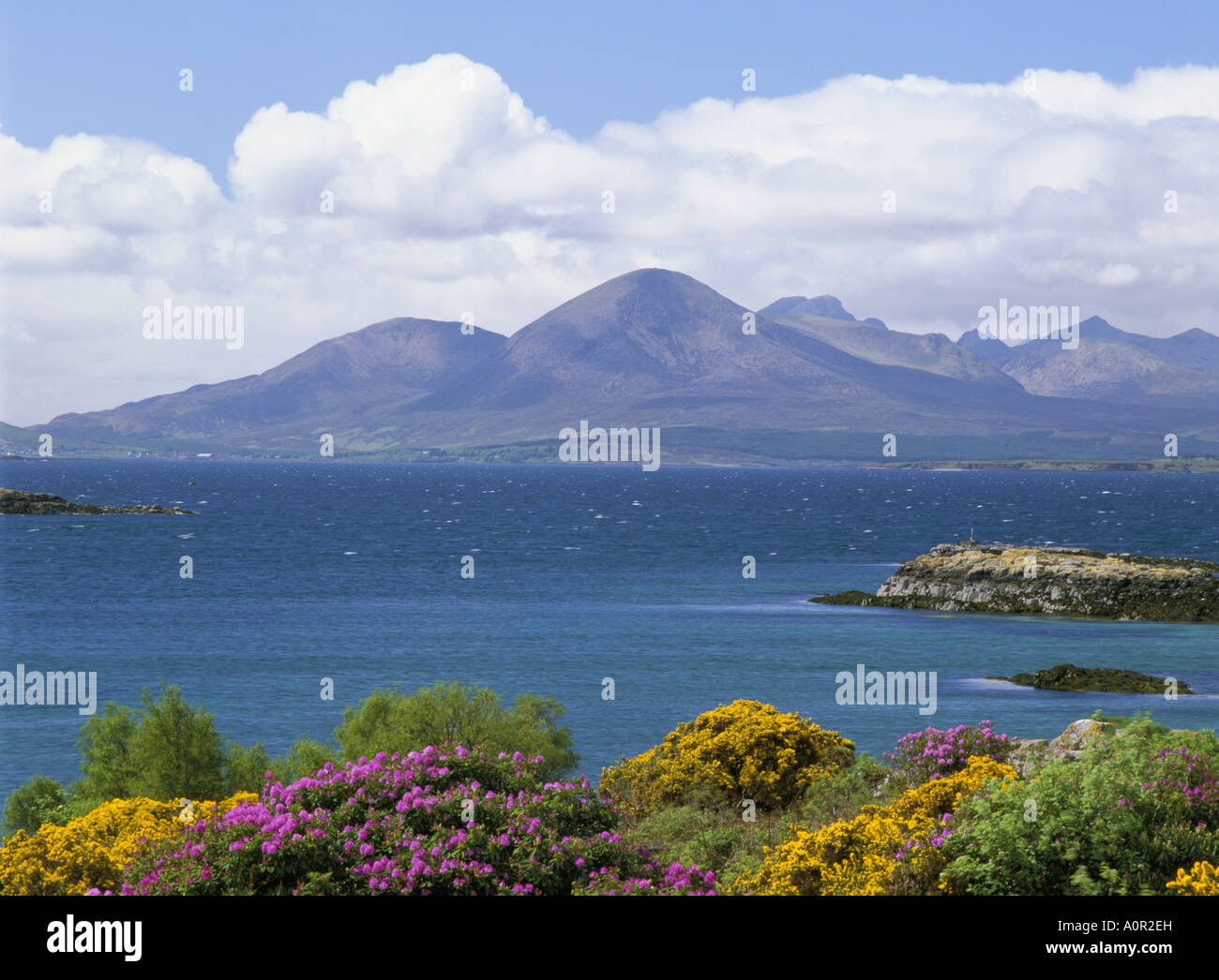 Gorse and rhododendrons Lochalsh Highland region Scotland United ...