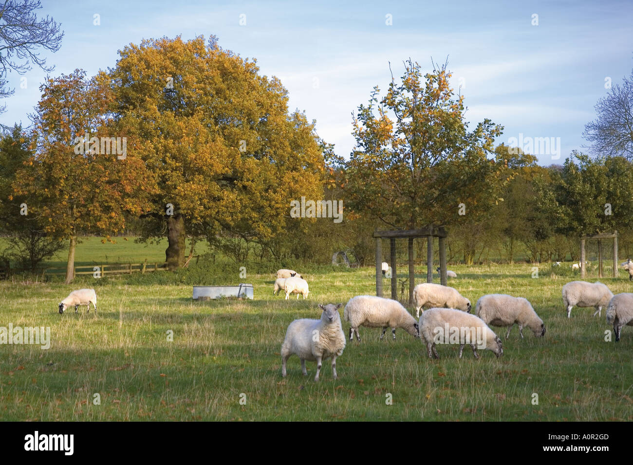 Medieval livestock home hi-res stock photography and images - Alamy