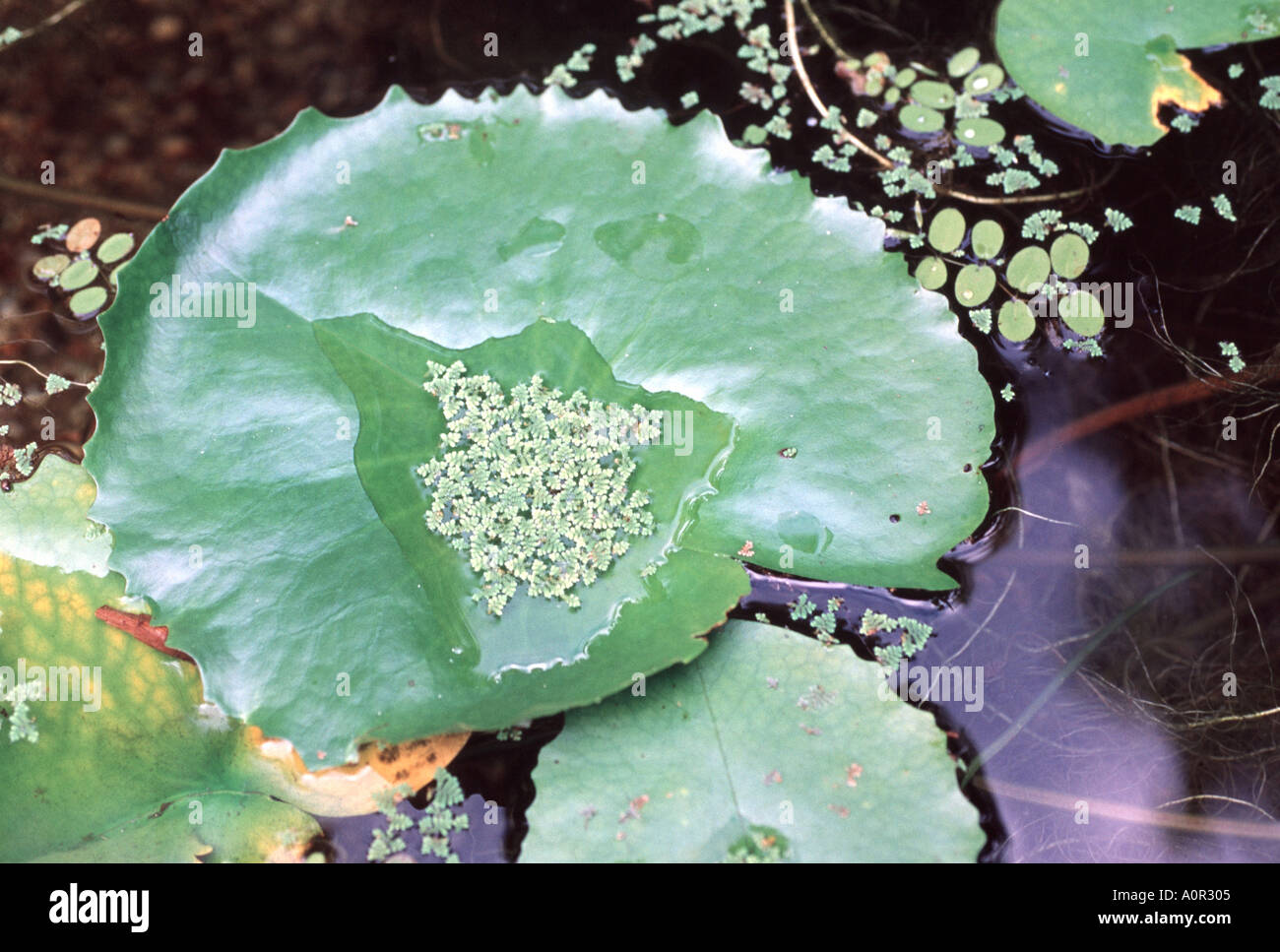 Water lily series hi-res stock photography and images - Alamy