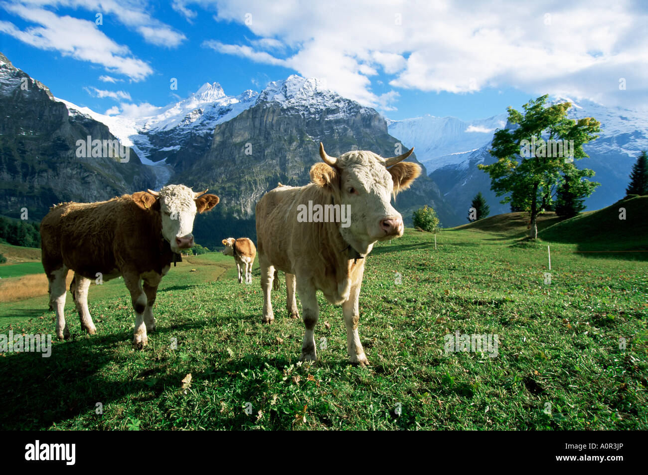 Cows near Grindelwald Bernese Oberland Swiss Alps Switzerland Europe ...