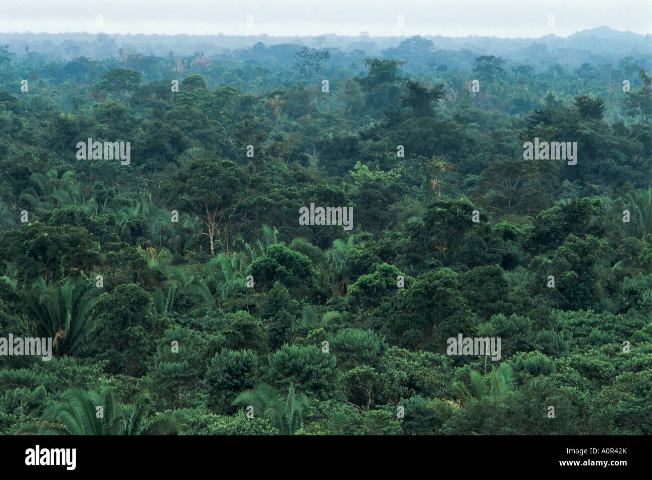 Machaca Forest Reserve in the rain Belize Central America Stock Photo ...