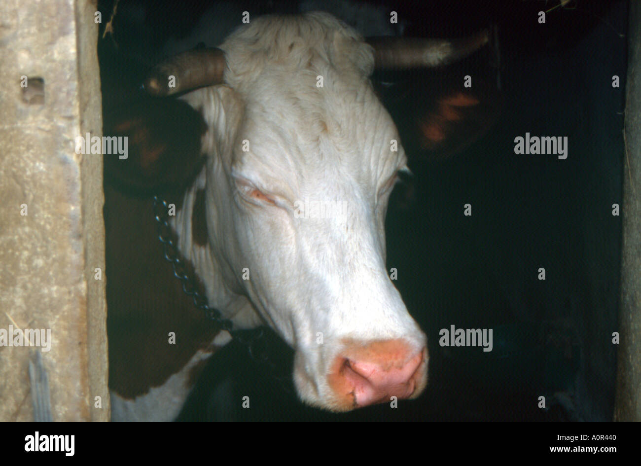 famous white french cow portraiture countryside farm france Stock Photo ...