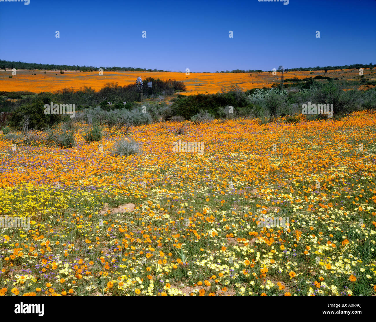 Skilpad hi-res stock photography and images - Alamy