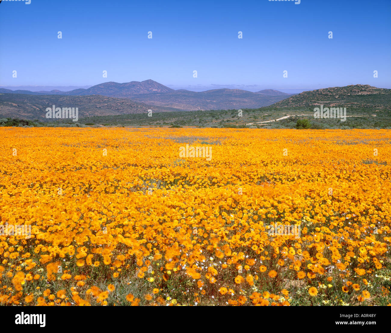 Skilpad hi-res stock photography and images - Alamy