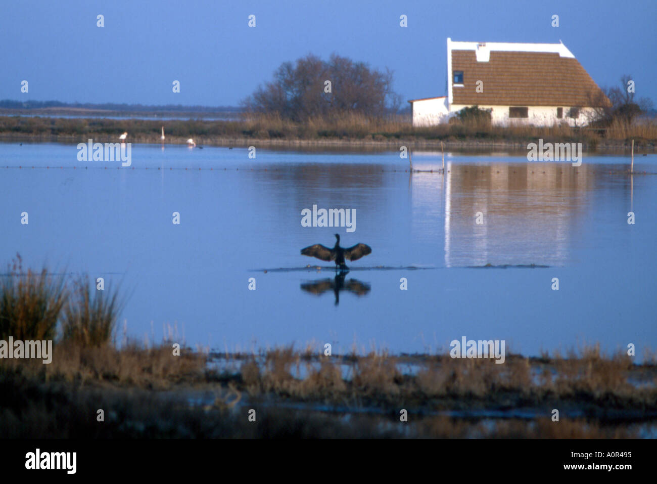 camargue the south shape of france Stock Photo - Alamy