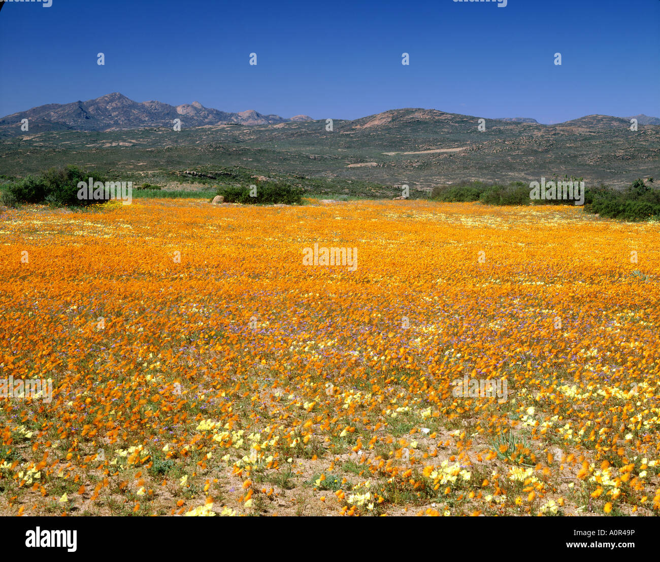 Skilpad hi-res stock photography and images - Alamy