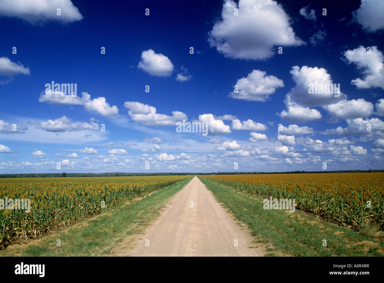 Corn field road Stock Photo - Alamy