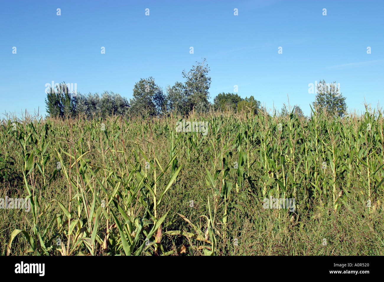 Corn field under blue sky Stock Photo - Alamy
