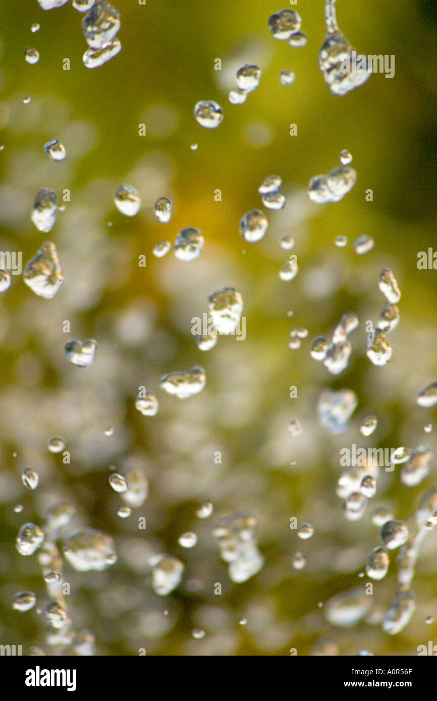 Water droplets suspended against a green background Stock Photo - Alamy