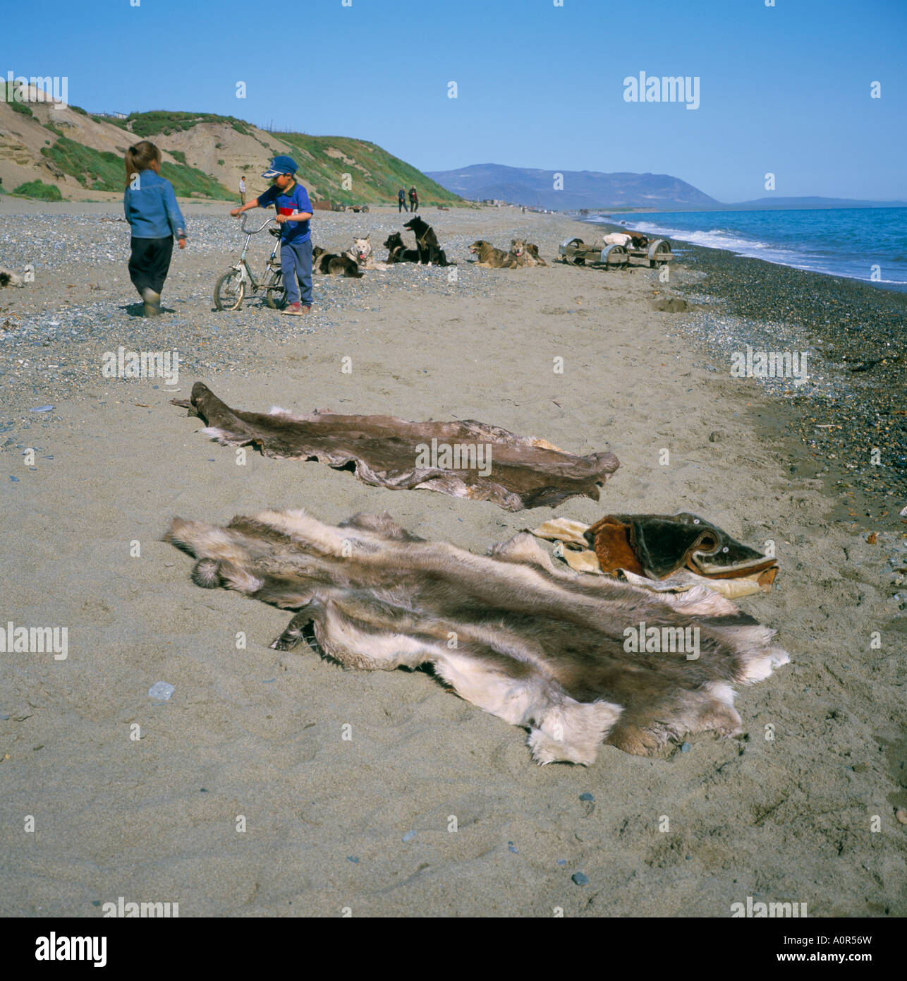 Reindeer skins and dog teams at Lorino Eskimo village Chukchi Peinsula ...