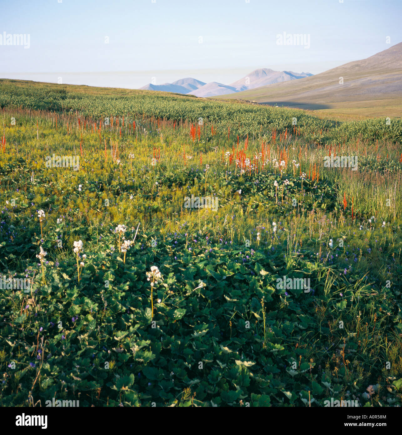 Chukchi peninsula hi-res stock photography and images - Alamy